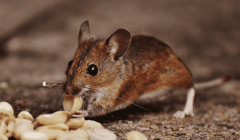 What Is a Vermin Infestation? Signs, Causes & Fixes